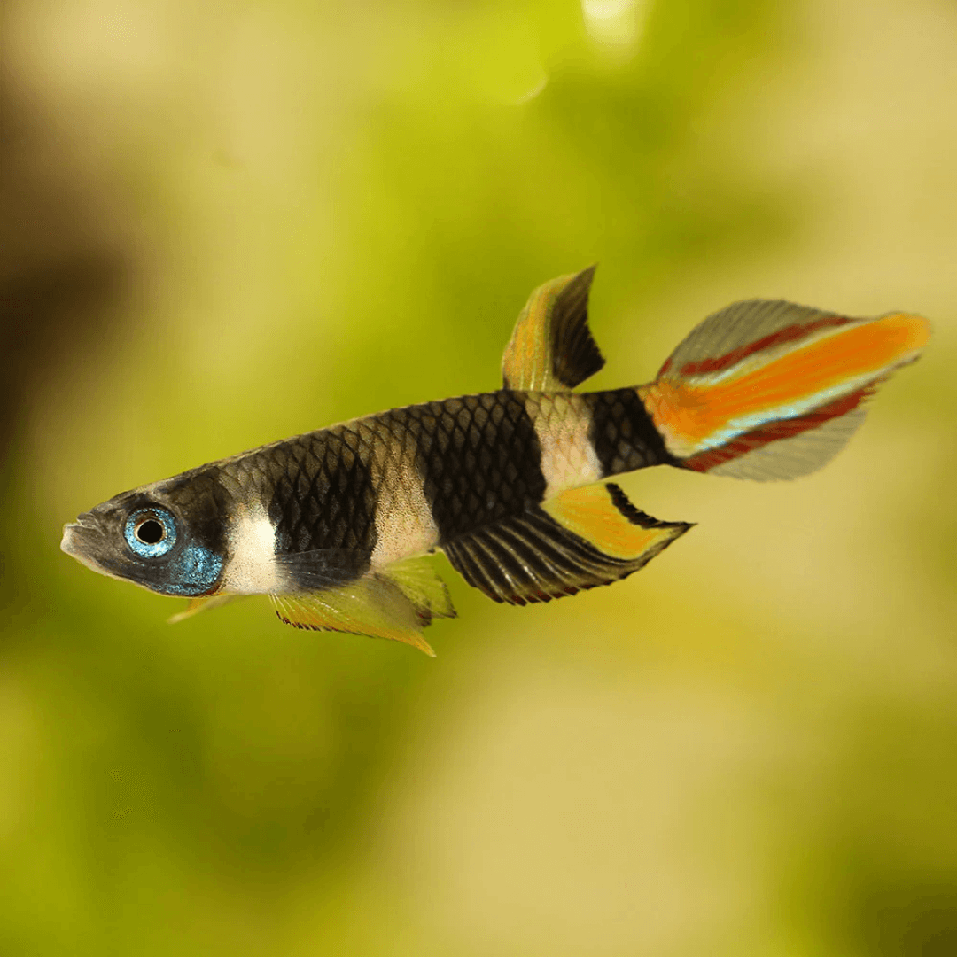 Clown Killi Rocket – Epiplatys annulatus