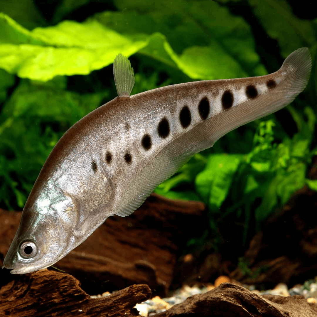Clown Knife Fish – Chitala ornata