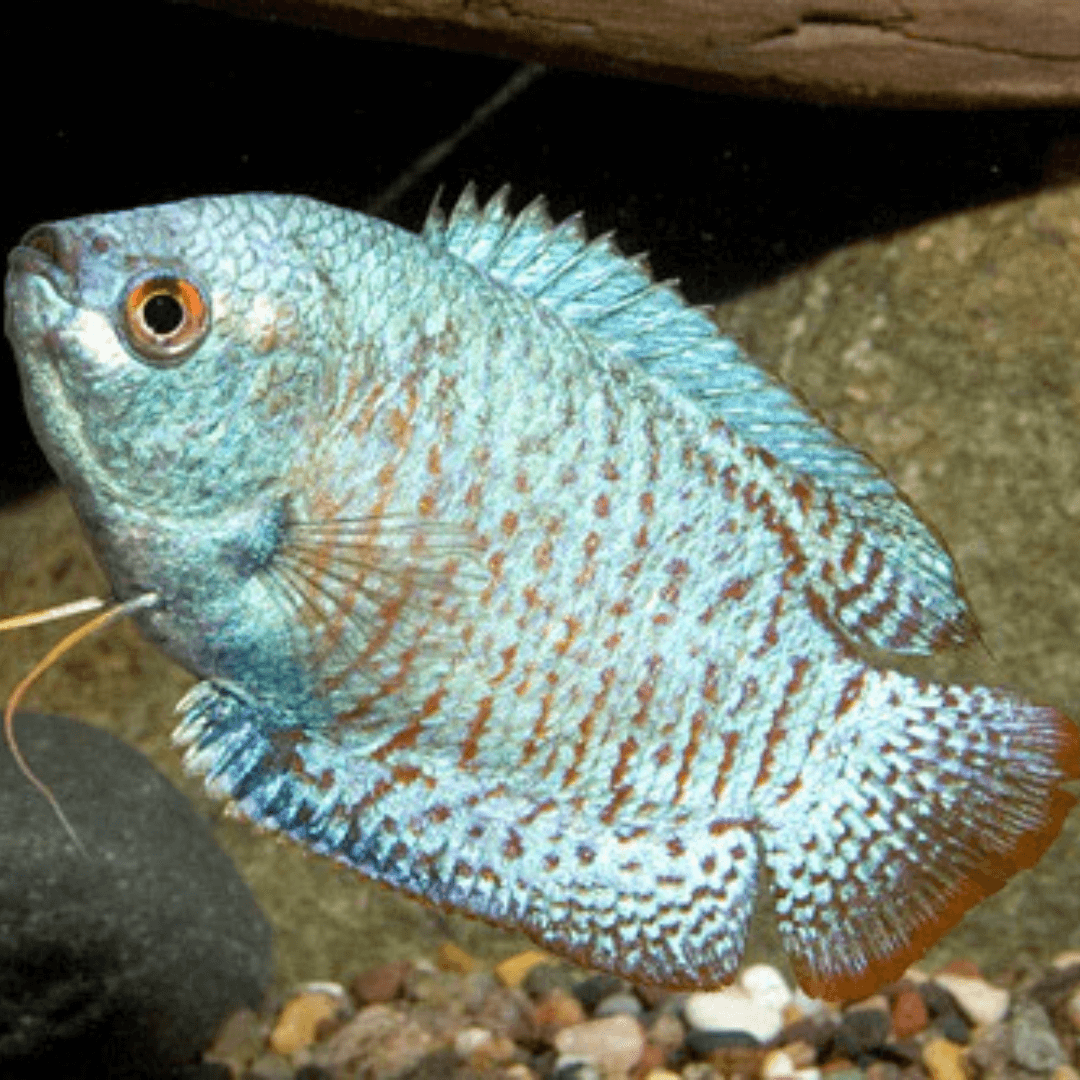 Cobalt Dwarf Gourami Male – Colisa Lalia
