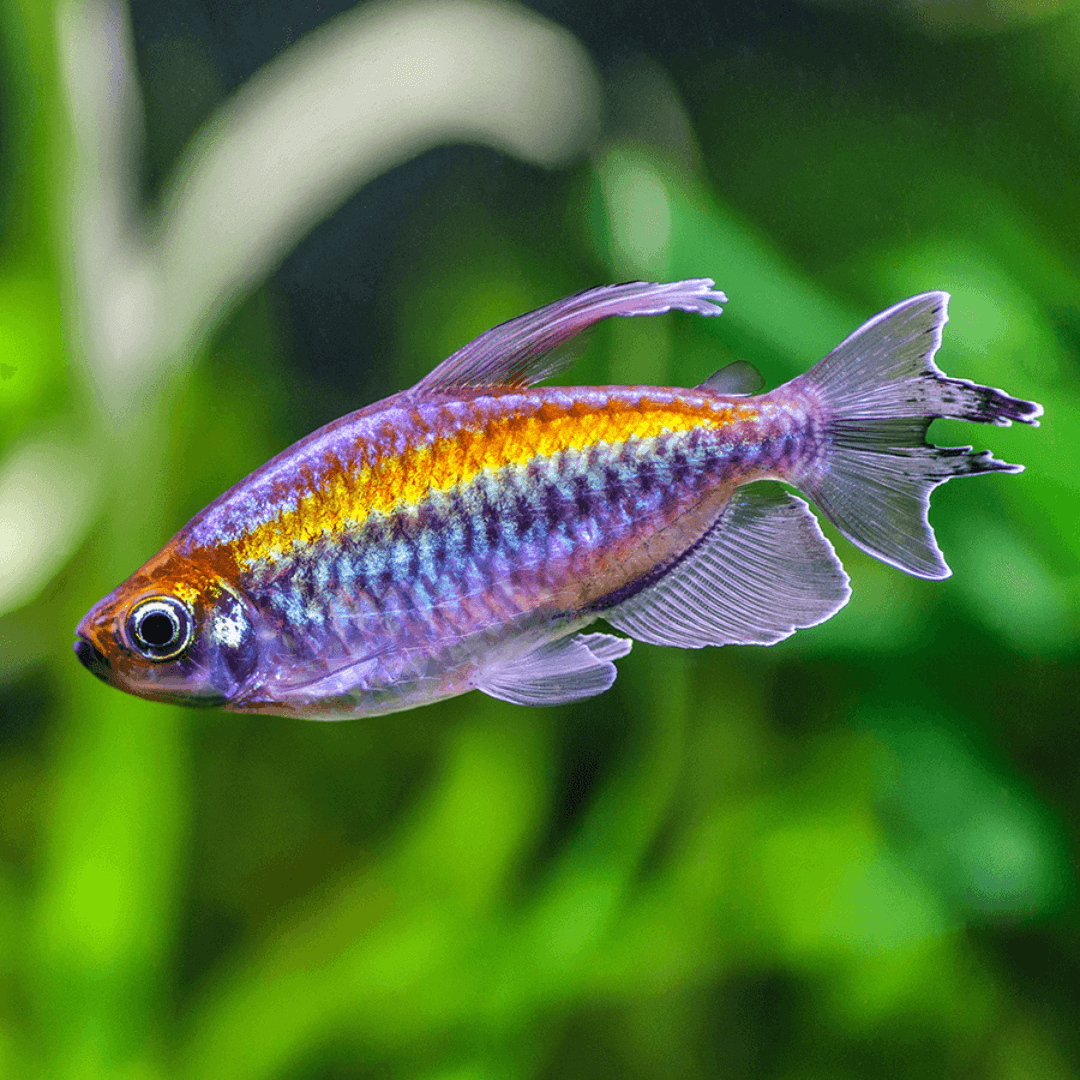 Congo Tetra – Phenacogrammus interruptus