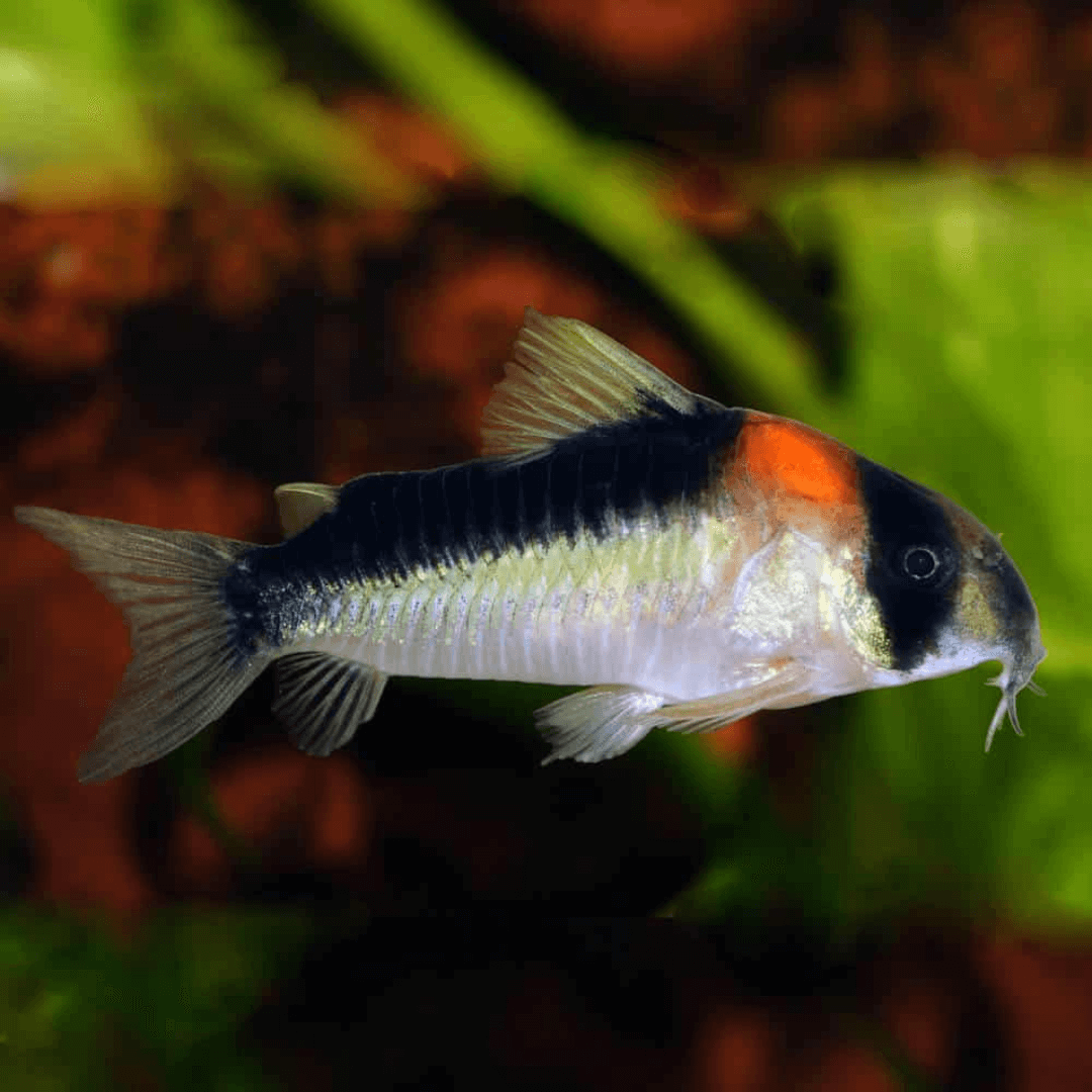Corydoras Adolfoi – Corydoras adolfoi