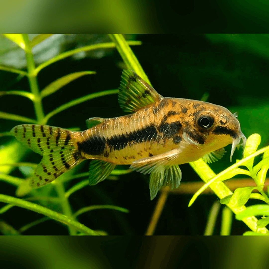 Corydoras Habrosus – Corydoras habrosus