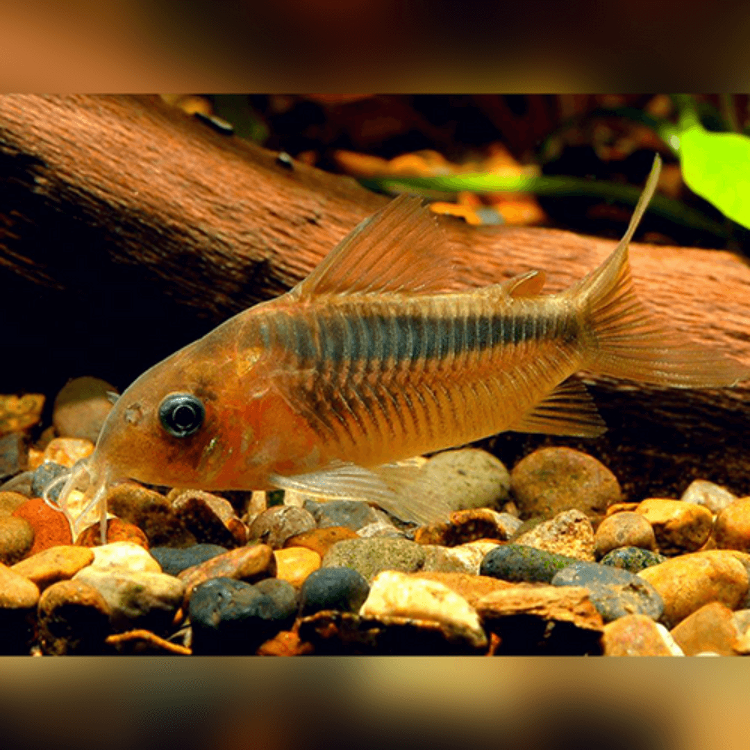 Corydoras Rabauti – Corydoras rabauti