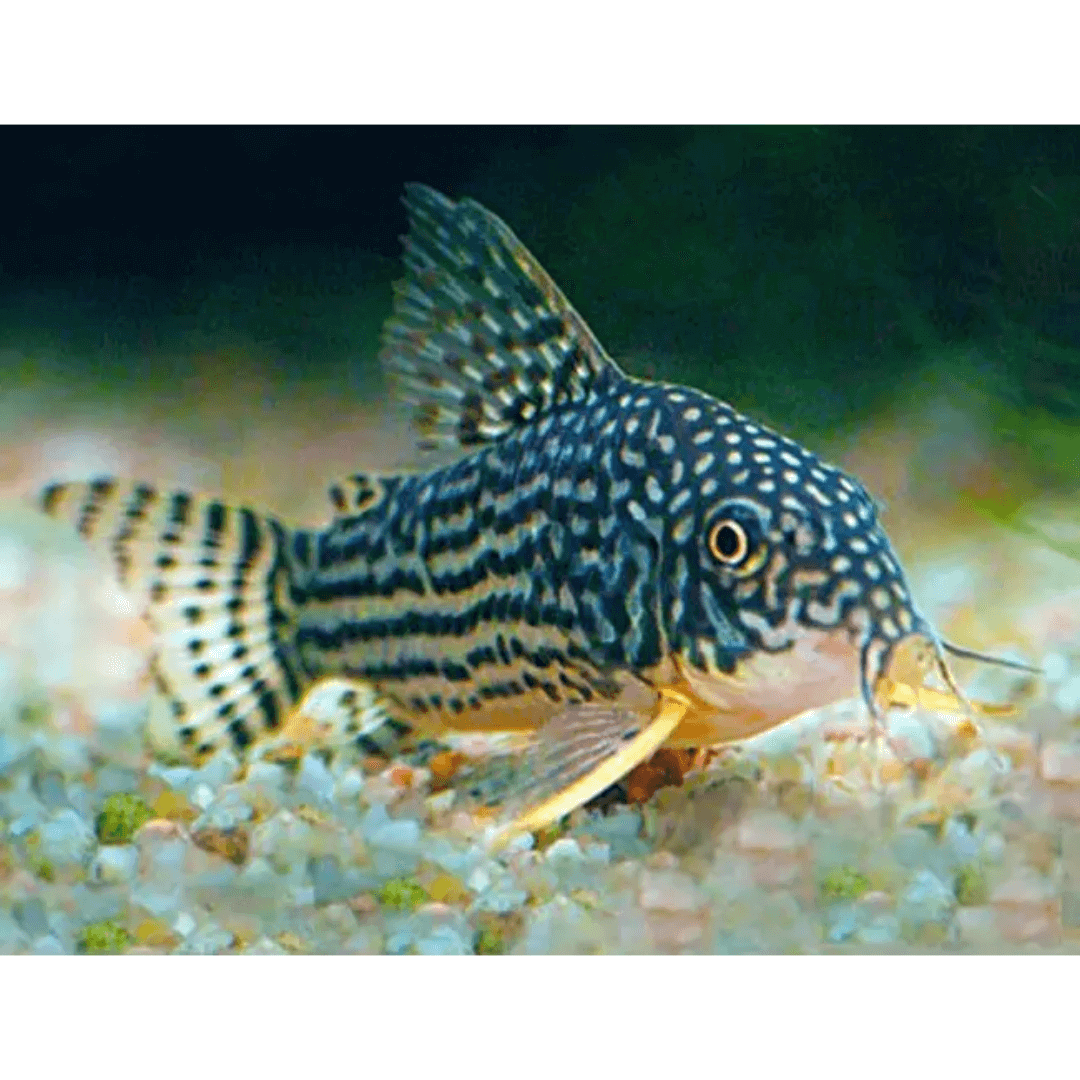 Corydoras Sterbai – Corydoras sterbai