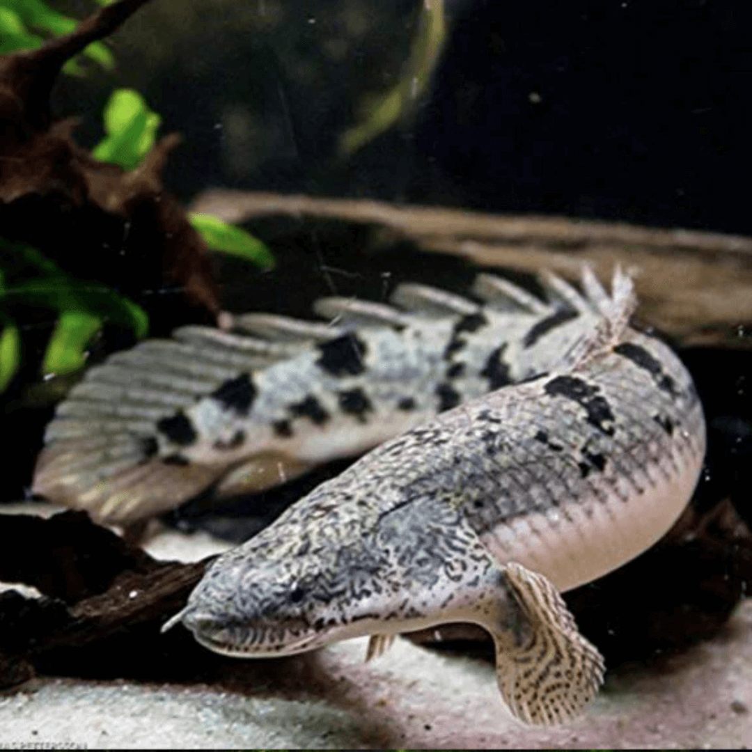 Delhezi Bichir – Polypterus delhezi