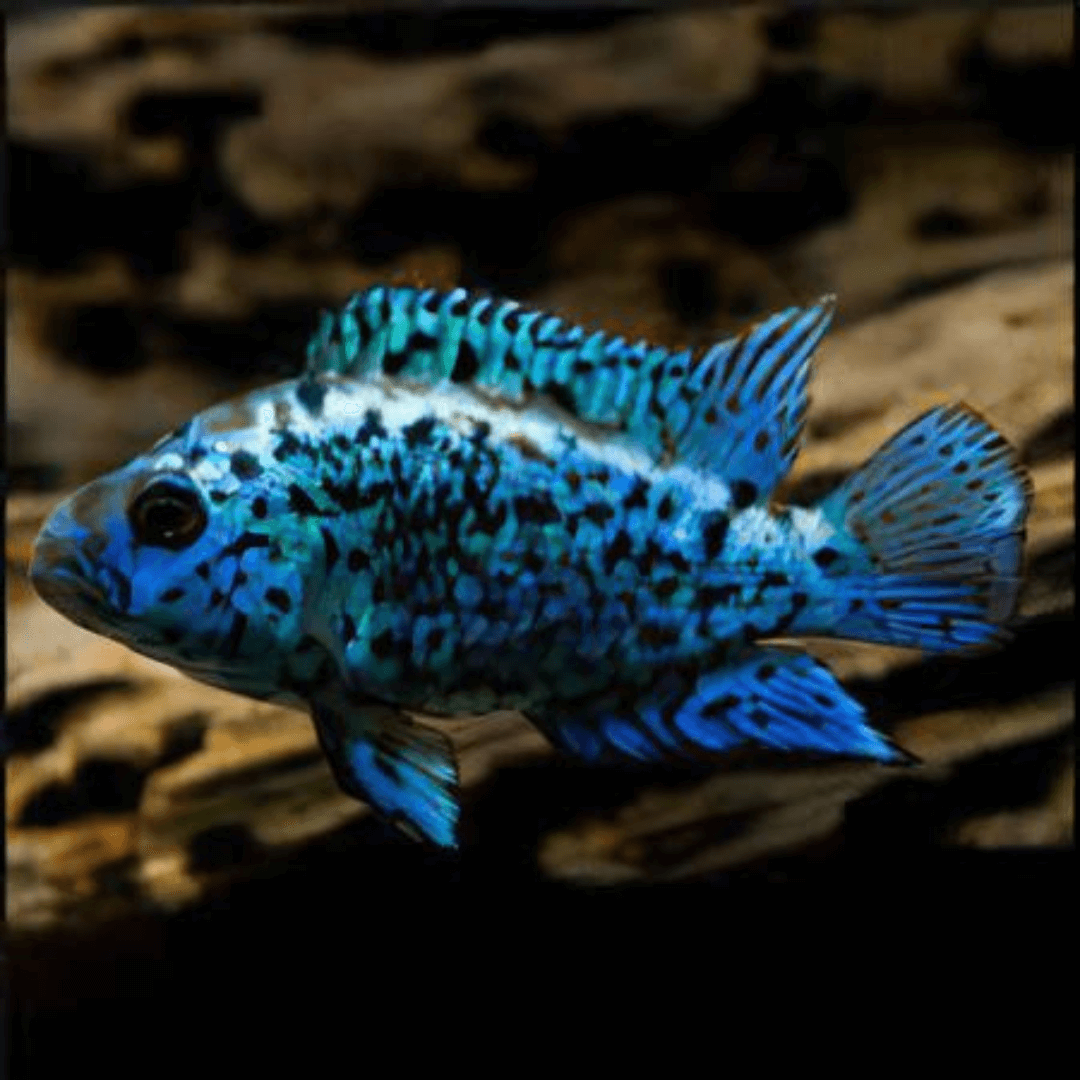 Electric Blue Dempsey – Nandopsis octofasciatus