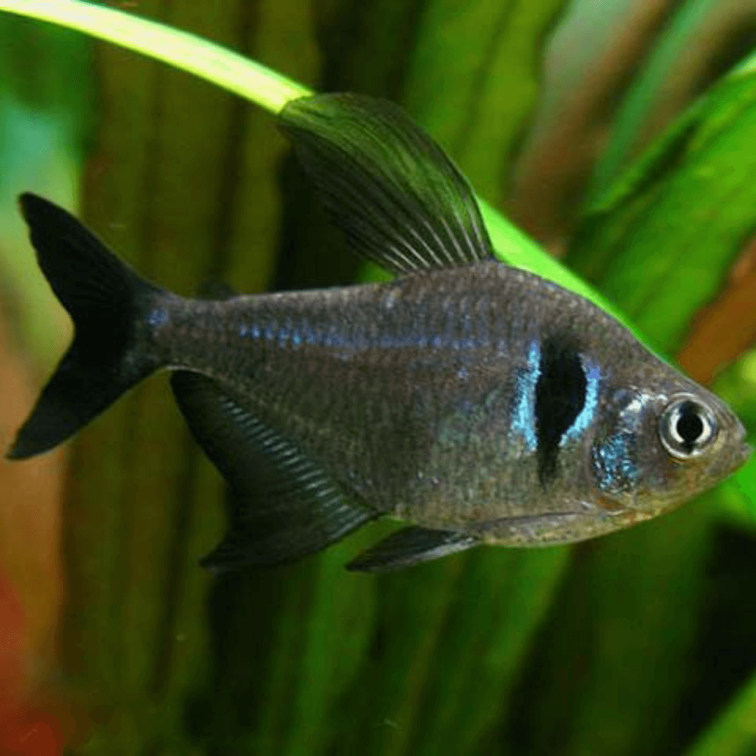 Fantom Black – Hyphessobrycon megalopterus