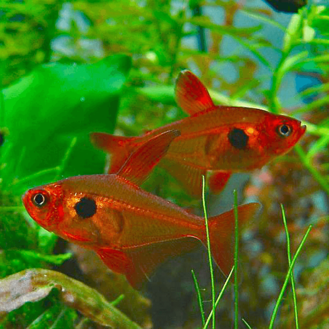 Fantom Red – Hyphessobrycon sweglesi