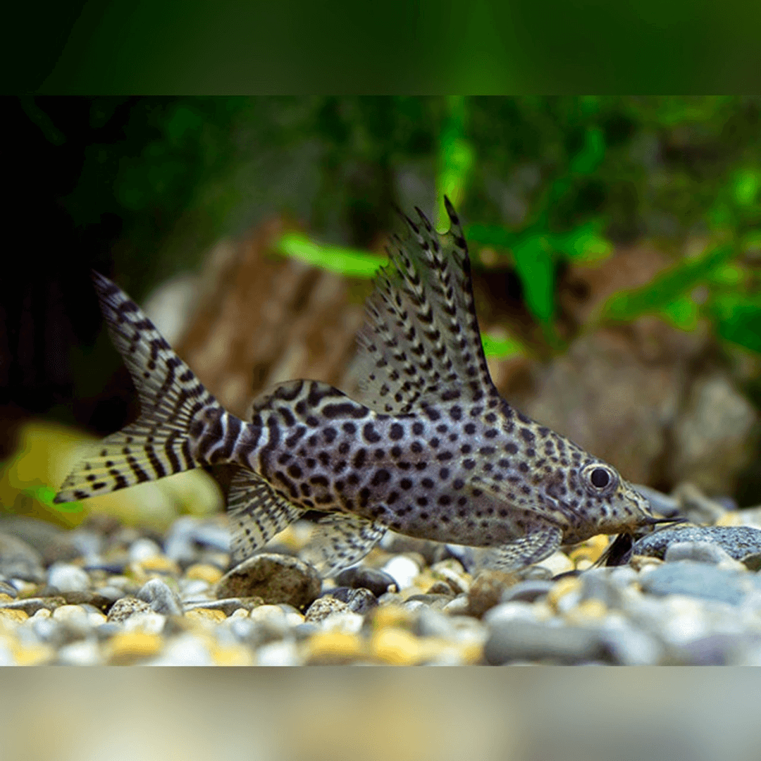 Feather Fin Synodontis – Synodontis eupterus