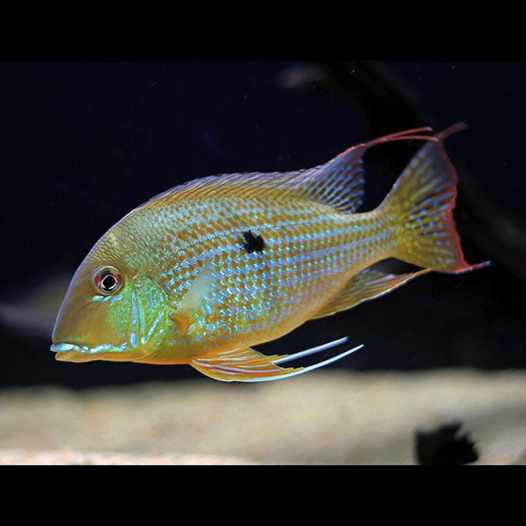 Geophagus Eartheater – Geophagus surinamensis