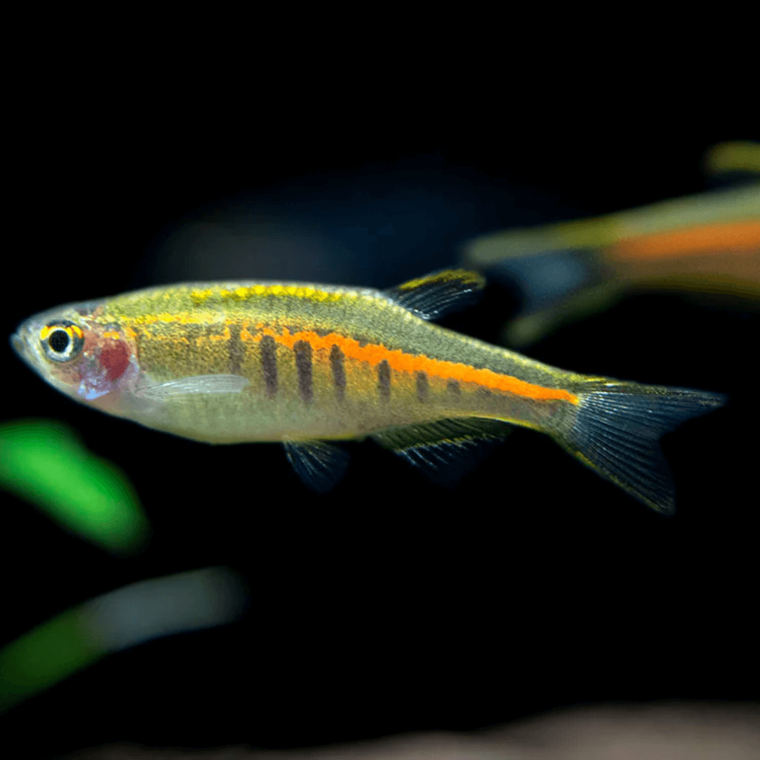 Glowlight Danio – Danio choprae