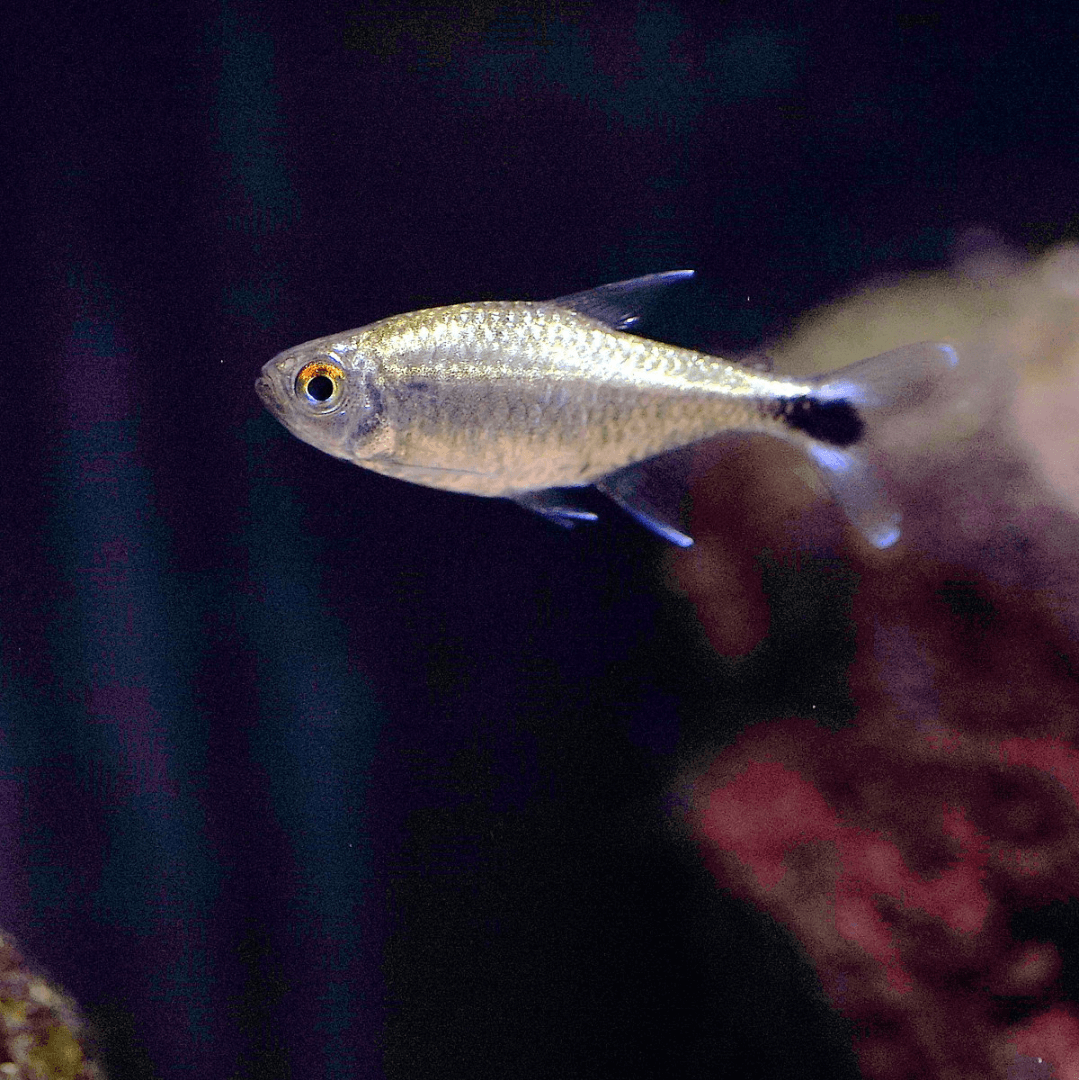 Gold Tetra – Hemigrammus rodwayi