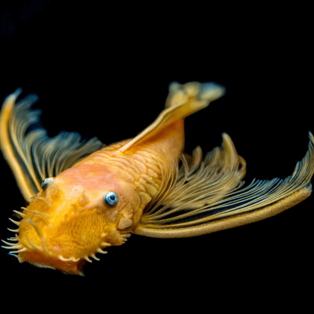 Golden Longfin Plecostomus – Hypostomus plecostomus
