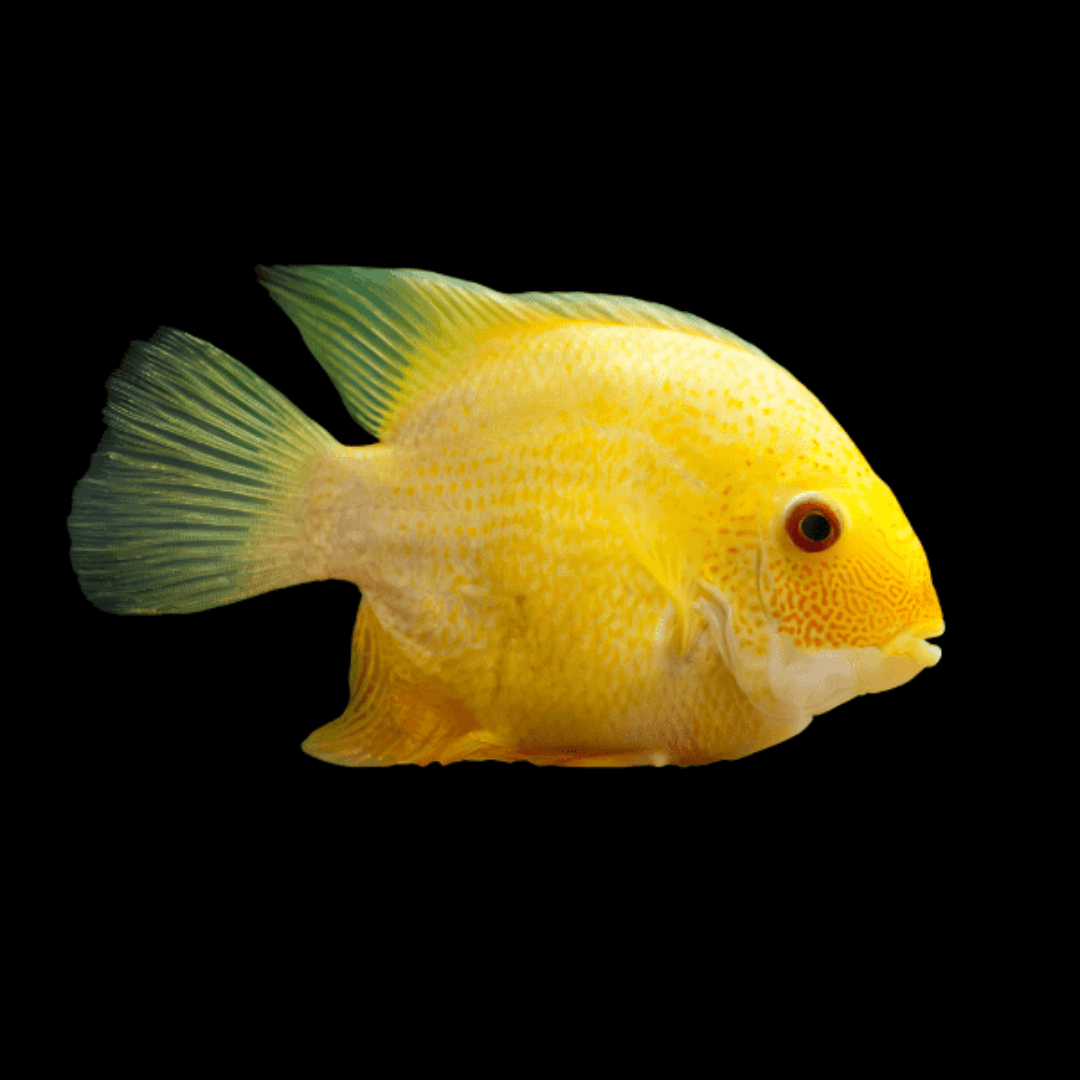 Golden Severum – Heros efasciatus