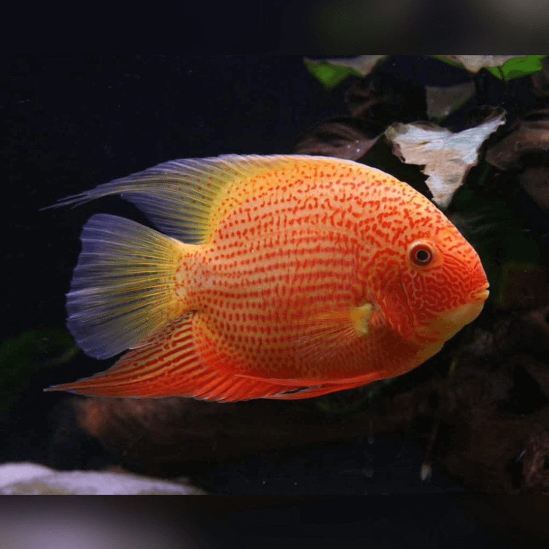 Golden Severum Red Spotted – Heros cf. efasciatus