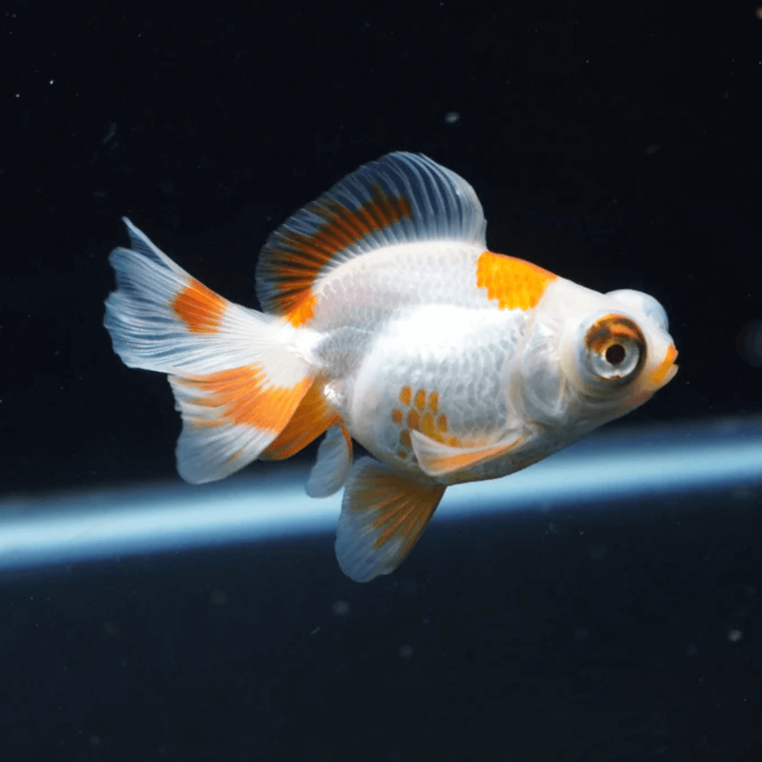 Goldfish Butterfly Red & White 5-6cm – Carassius auratus