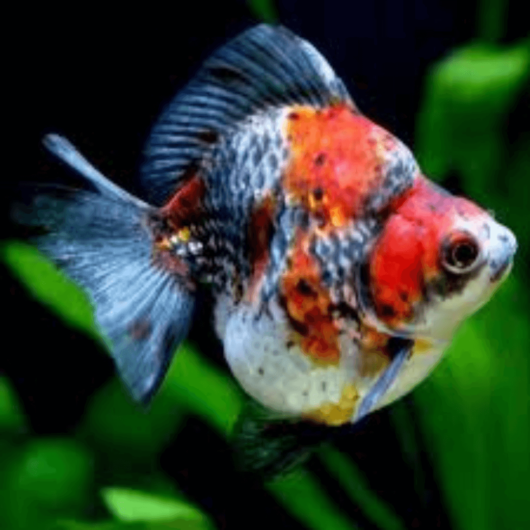 Goldfish Ryukin Calico 6.5cm – Carassius auratus