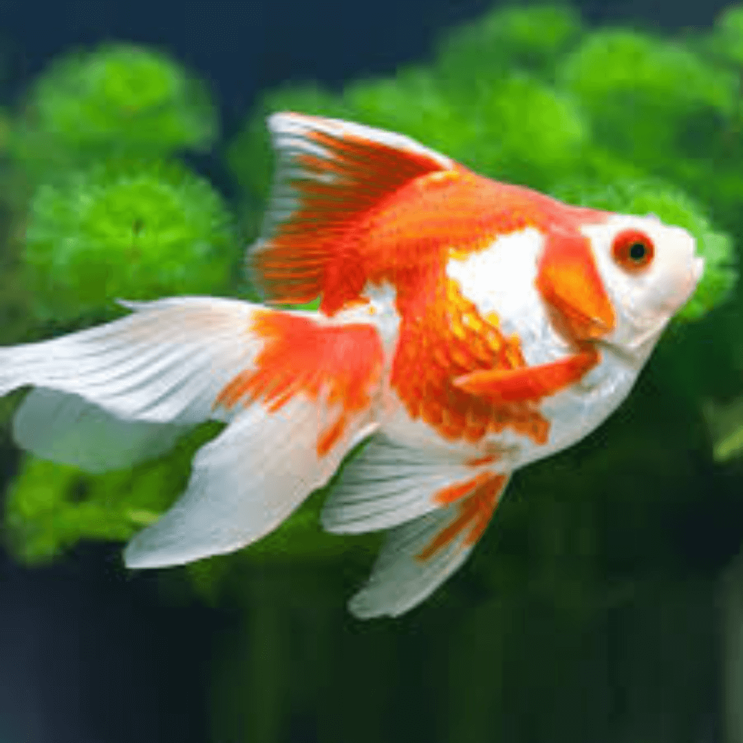 Goldfish Ryukin Red & White 5cm – Carassius auratus