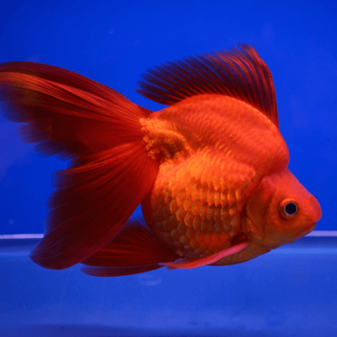 Goldfish Ryukin Red 6,5cm – Carassius auratus