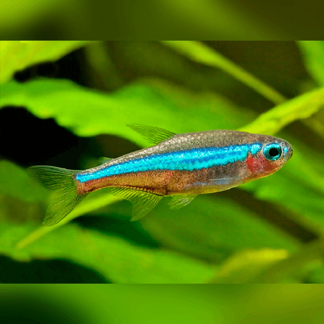 Green Neon Tetra – Paracheirodon simulans