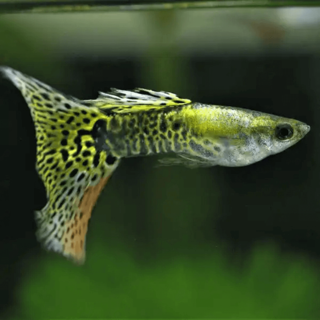 Guppy Green Cobra – Poecilia reticulata