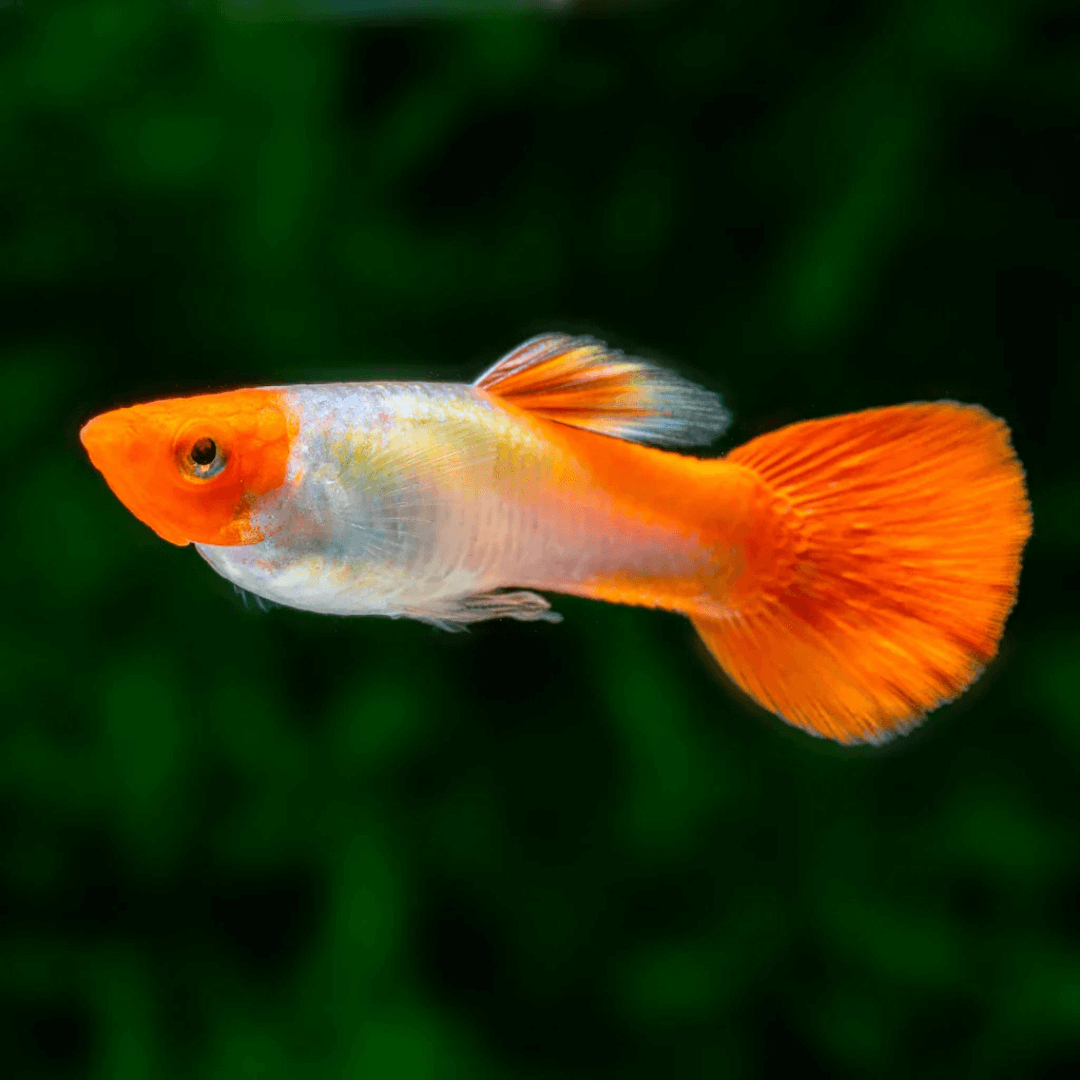 Guppy Koi – Poecilia reticulata