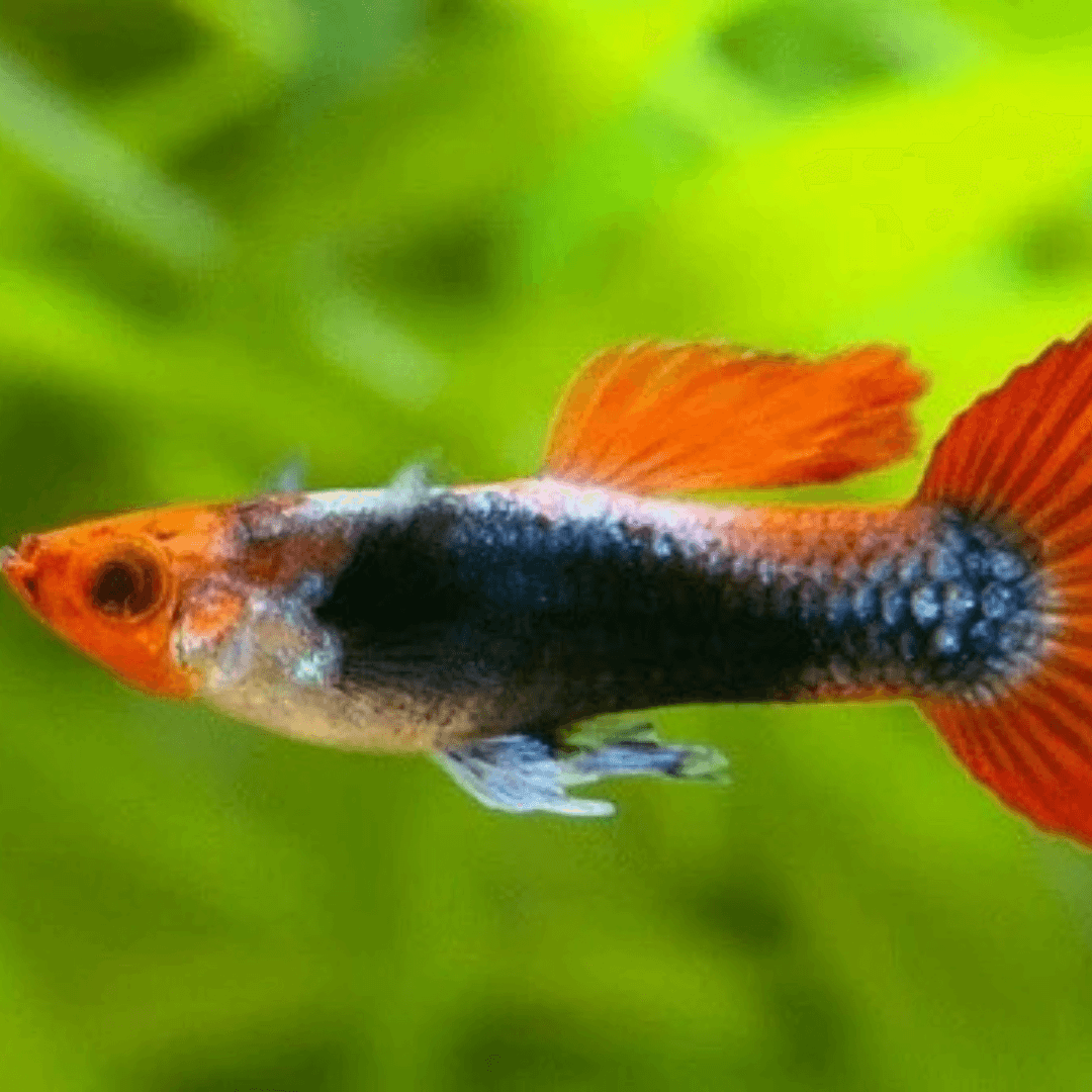Guppy Koi Tuxedo – Poecilia reticulata