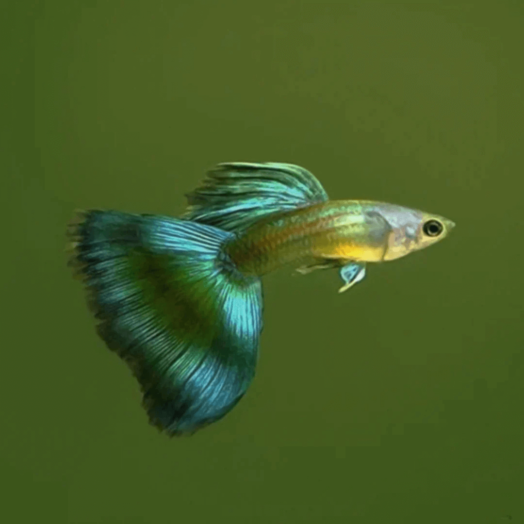 Guppy Moscow Green – Poecilia reticulata