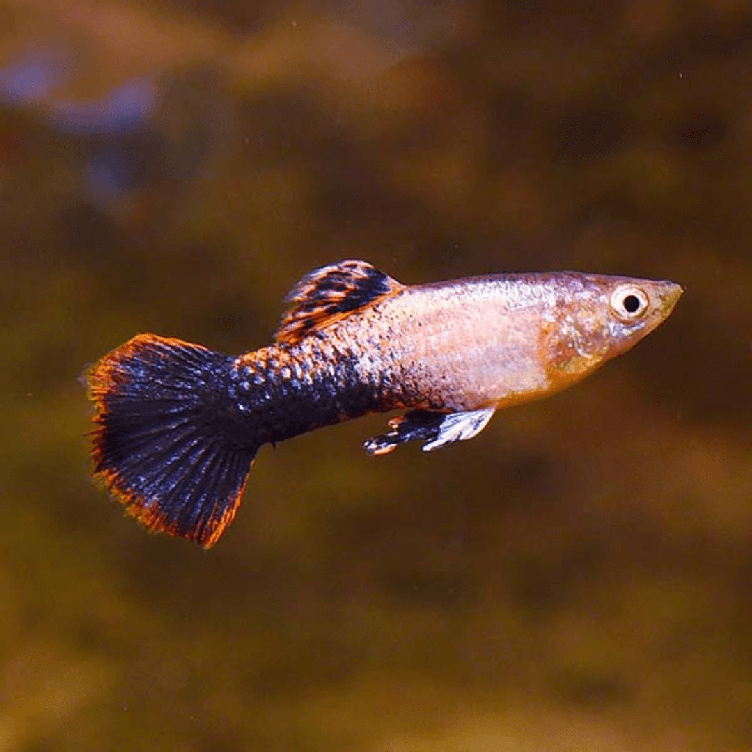 Guppy Pink Tuxedo – Poecilia reticulata