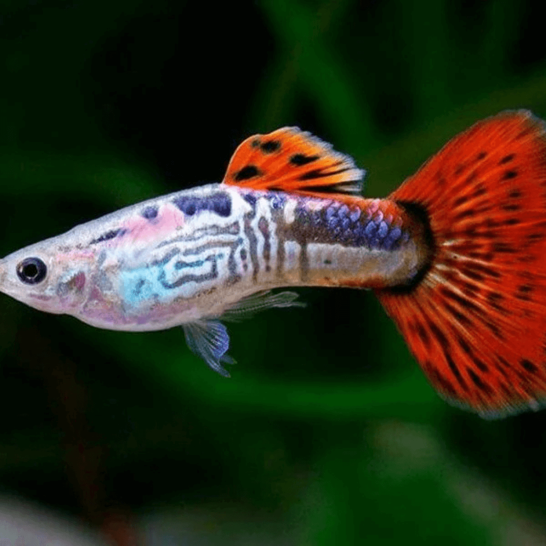 Guppy Red King Cobra – Poecilia reticulata