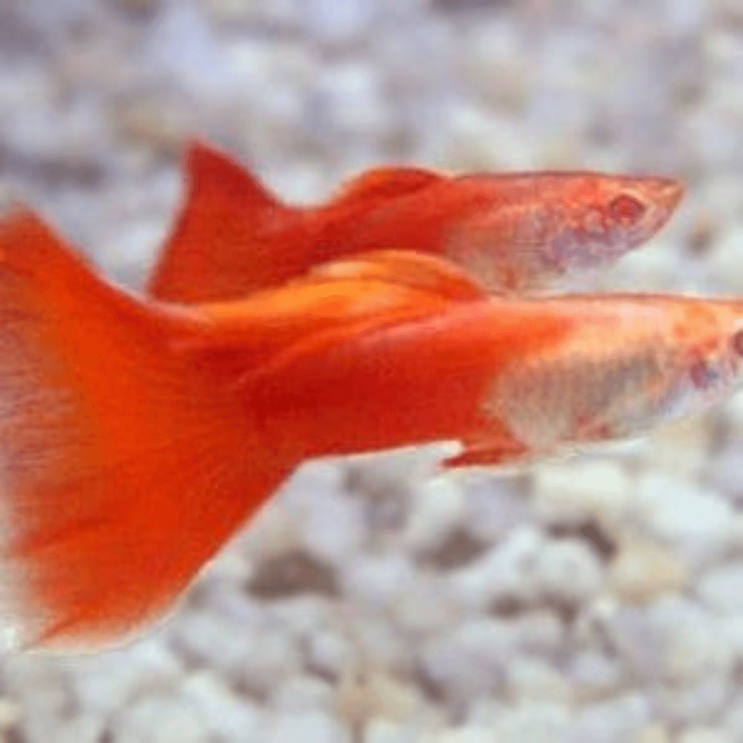 Guppy Red Panda – Poecilia reticulata
