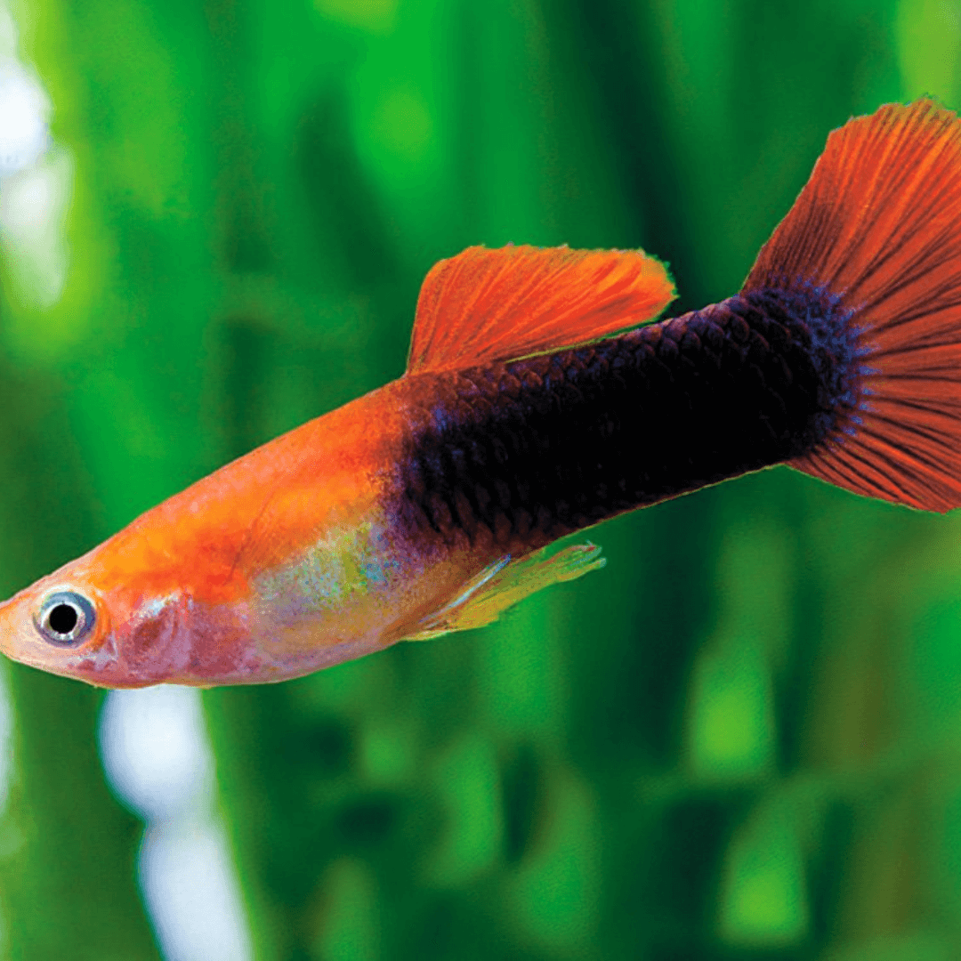 Guppy Red Tuxedo – Poecilia reticulata