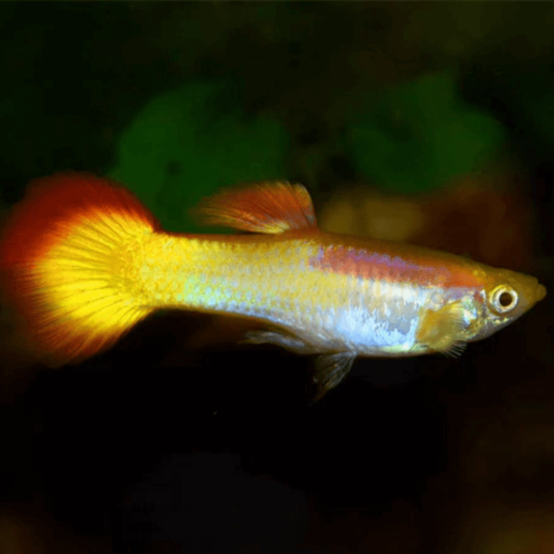 Guppy Sunset – Poecilia reticulata