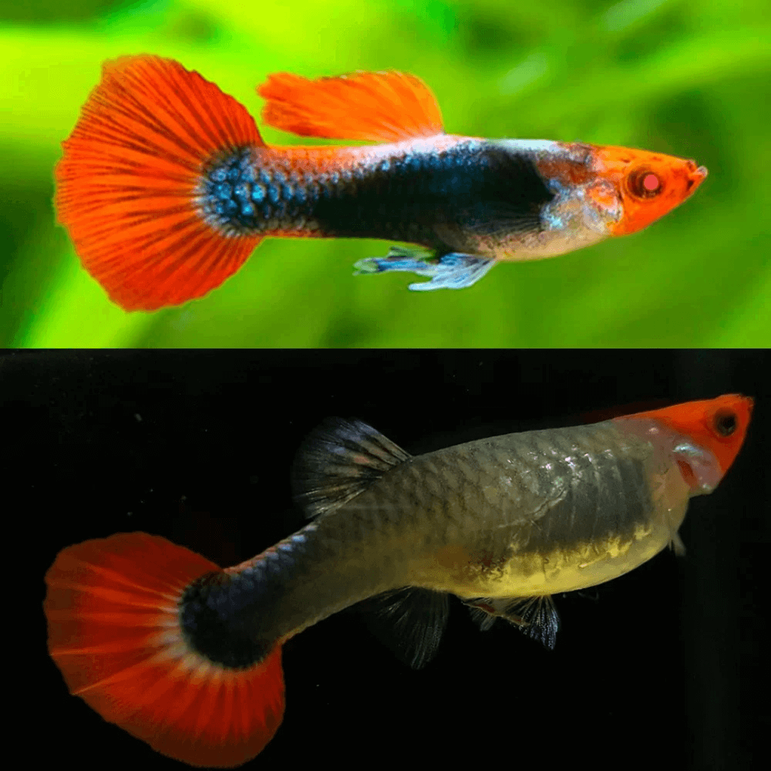 Guppy Tuxedo Bronze – Poecilia reticulata
