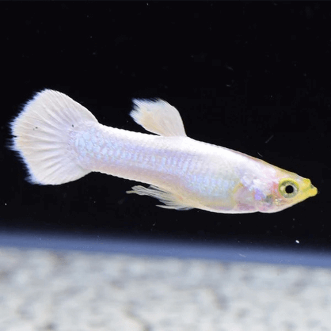 Guppy White – Poecilia reticulata