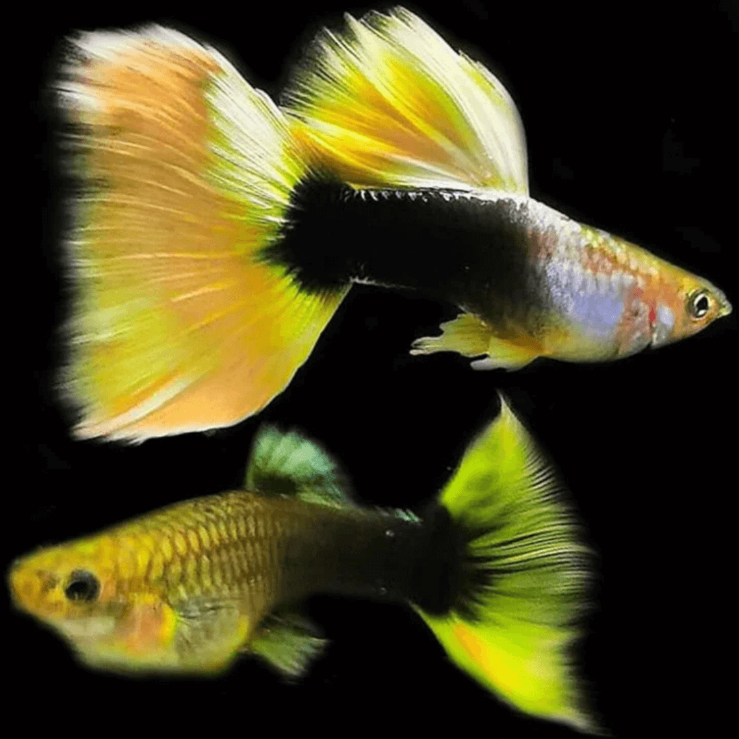 Guppy Yellow – Poecilia reticulata