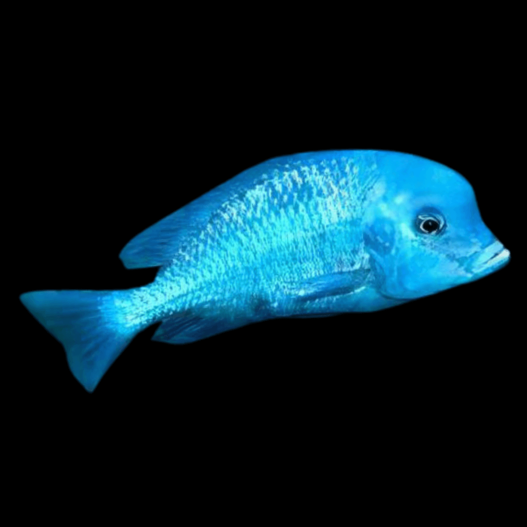 Haplochromis Moorii – Haplochromis moorii