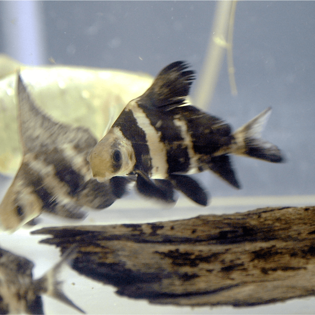 Hi Fin Loach – Myxocyprinus asiaticus