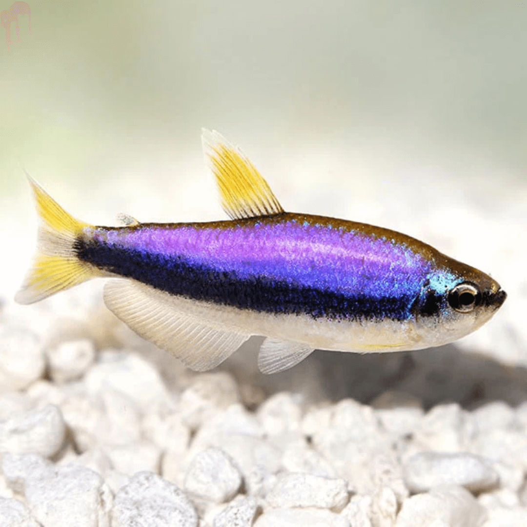 Keri – Inpaichthys kerri