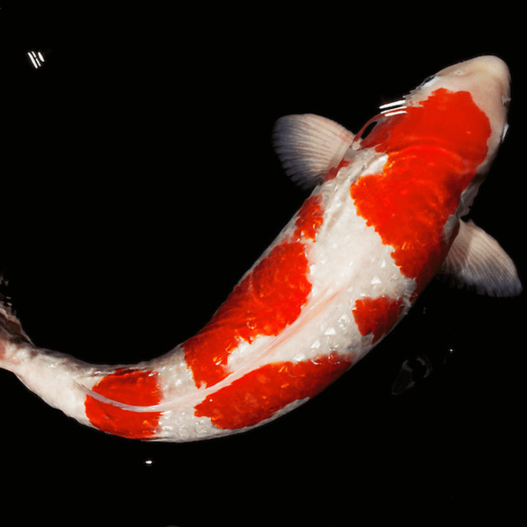 Koi Carp 10cm – Cyprinus carpio