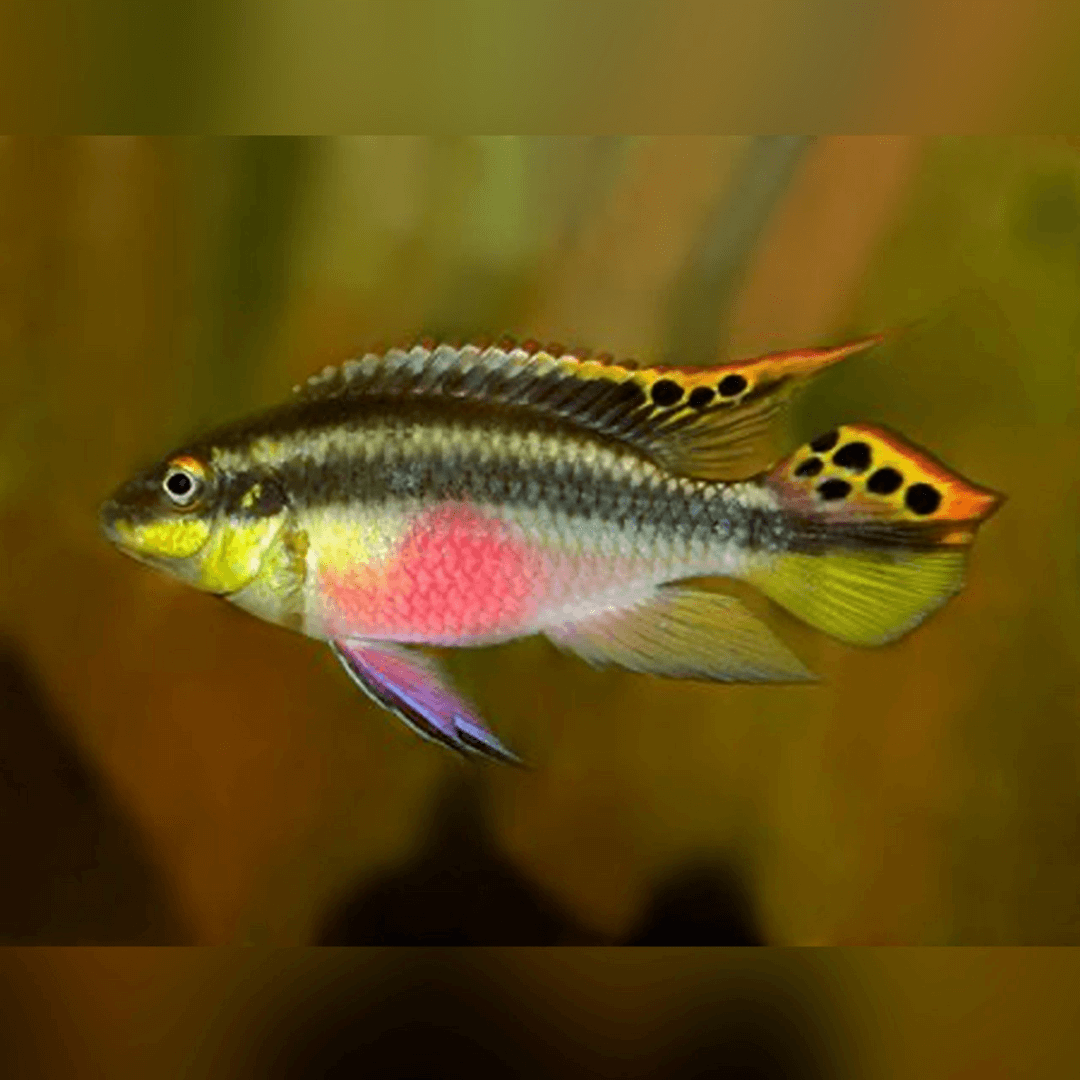 Kribensis – Pelvicachromis pulcher