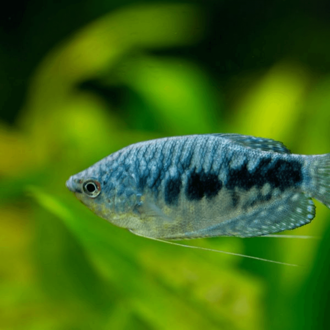 Ksifo Blue L – Xiphophorus helleri