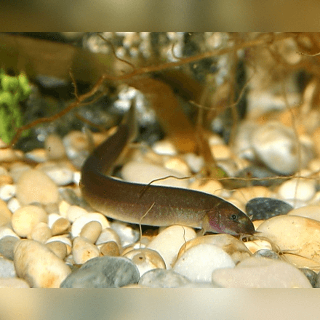 Kuhli Black Loach – Anophthalmus kuhli