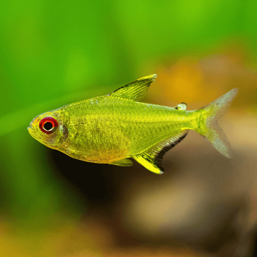 Lemon Tetra – Hyphessobrycon pulchripinnis