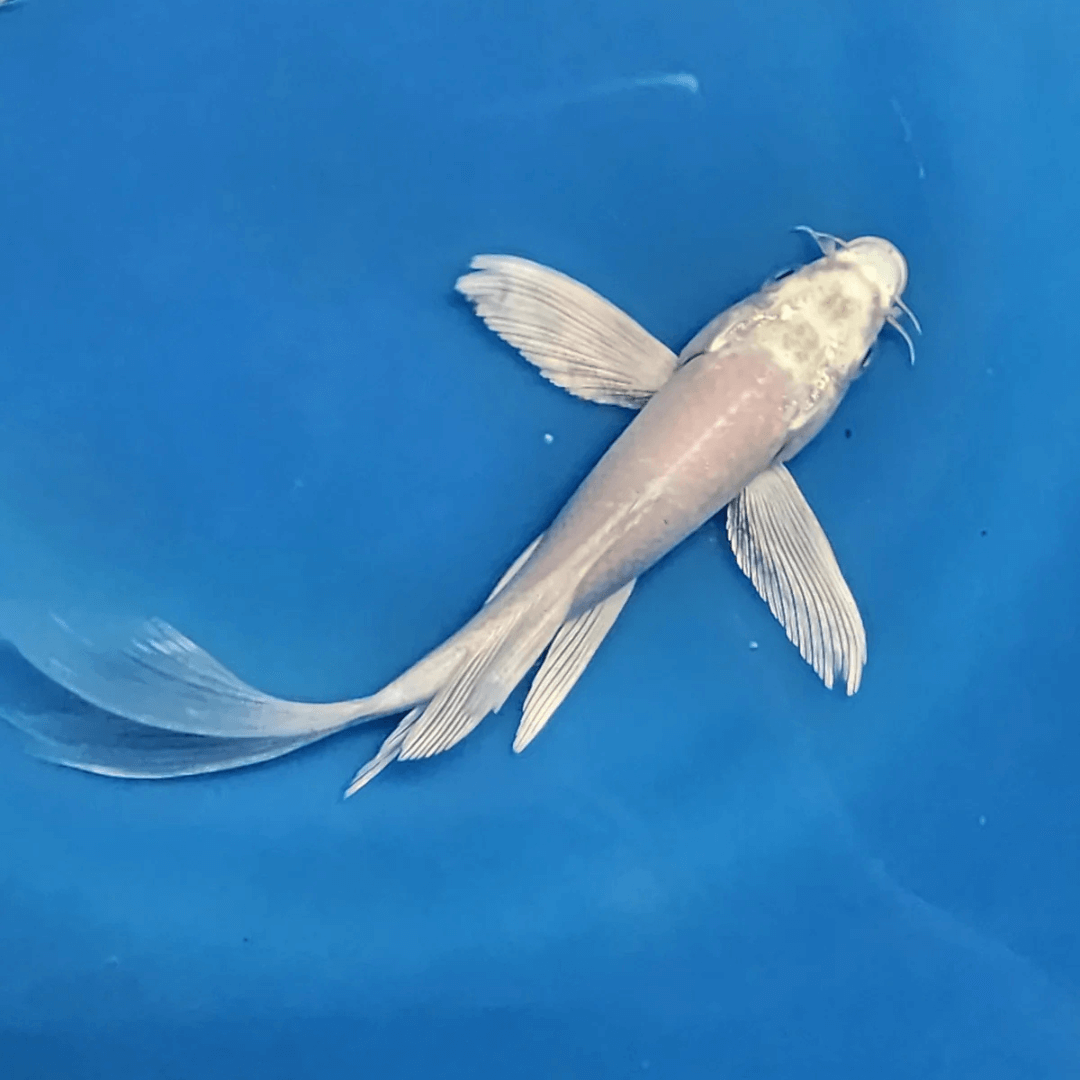 Long Fin Koi 10cm – Cyprinus carpio