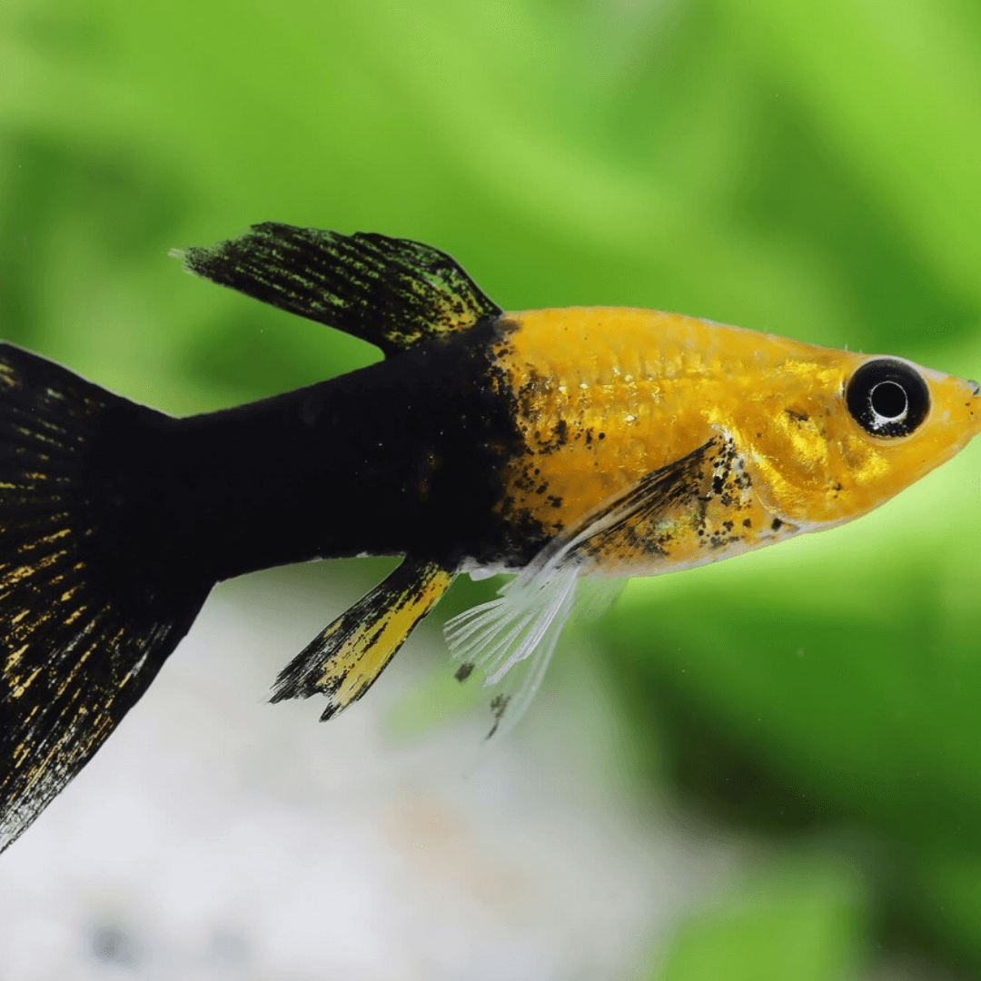 Lyretail Gold Black Molly XL – Poecilia sphenops