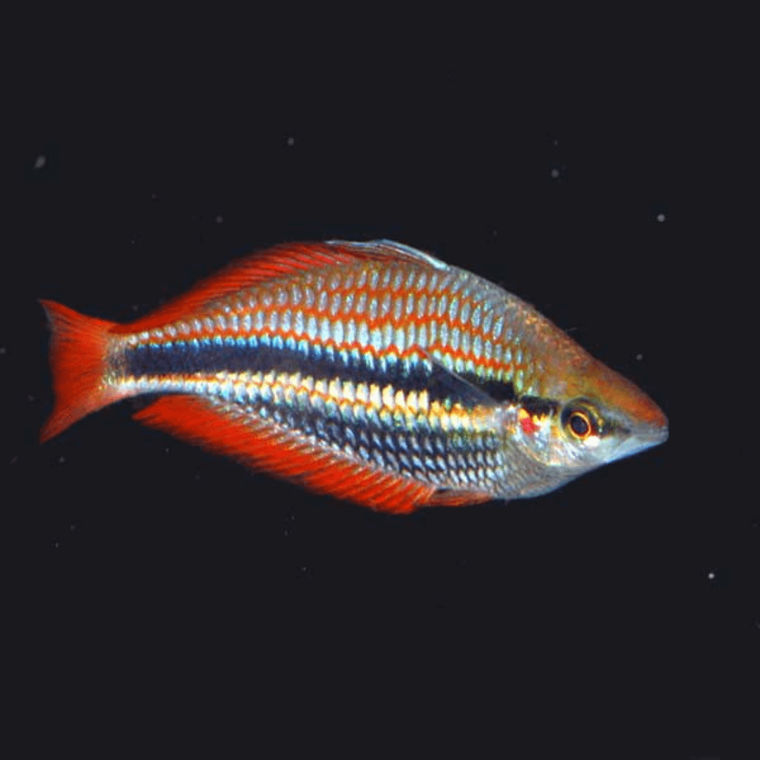 Melanotaenia Trifasciata – Melanotaenia trifasciata