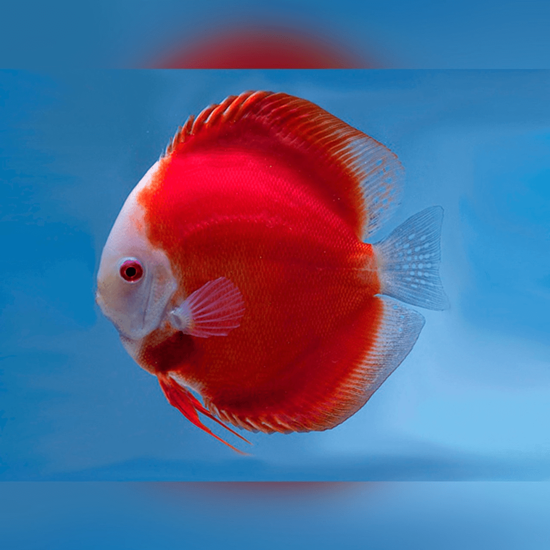 Melon Red Discus – Symphysodon aequifasciatus