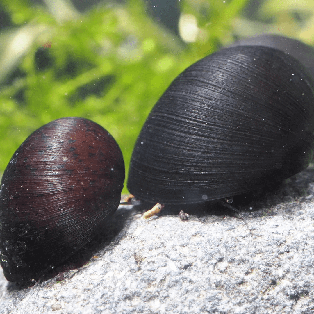 Military Helmet Snail – Filopaludina martensi