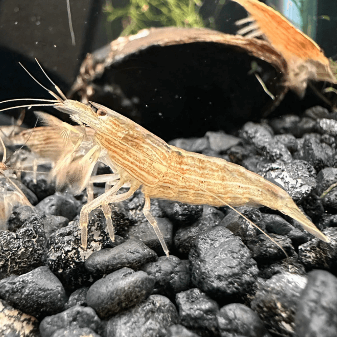 Mountain Shrimp Rock Shrimp – Atyopsis moluccensis